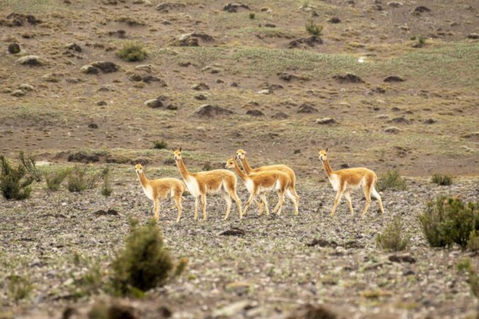 Wikunia andyjska – cena, wygląd, pożywienie