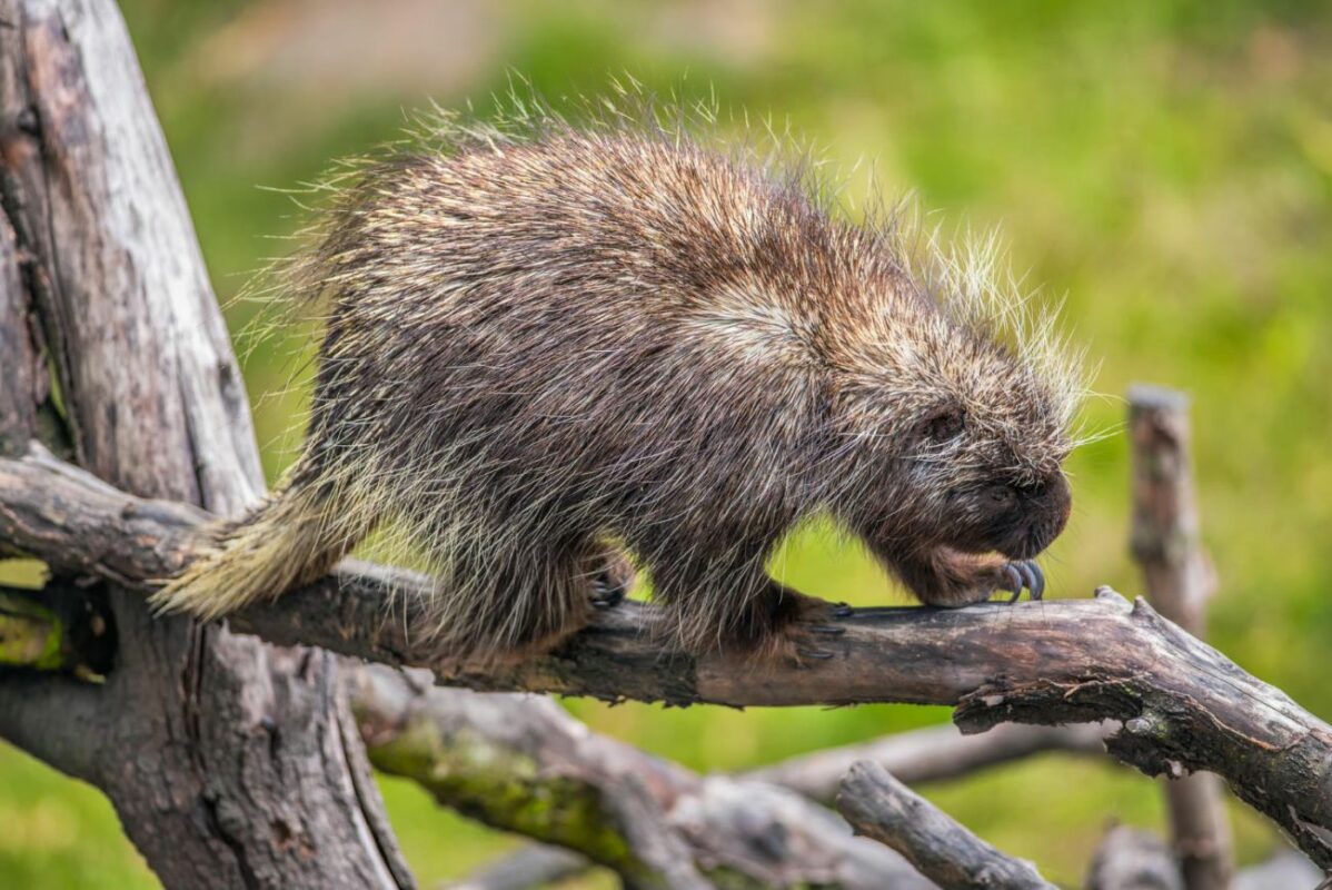 Urson amerykański – gdzie można zobaczyć go w Polsce?