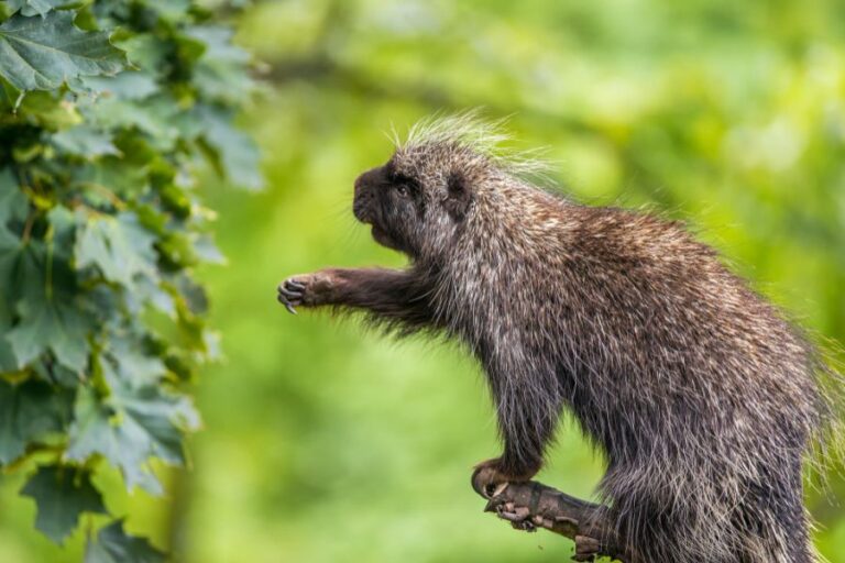 Urson amerykański – gdzie można zobaczyć go w Polsce?