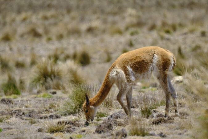 Wikunia andyjska – cena, wygląd, pożywienie