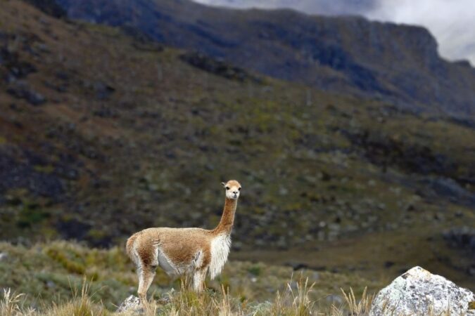 Wikunia andyjska – cena, wygląd, pożywienie