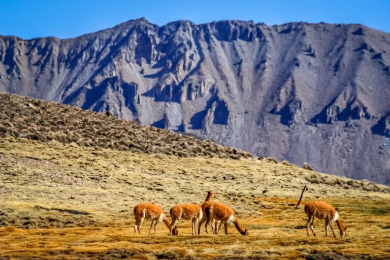 Wikunia andyjska – cena, wygląd, pożywienie