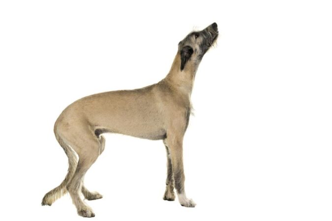 Wilczarz irlandzki – opis rasy, cena, charakter