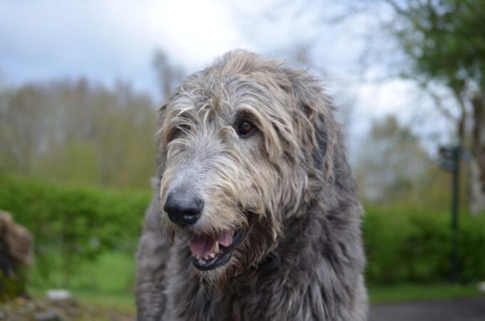 Wilczarz irlandzki – opis rasy, cena, charakter