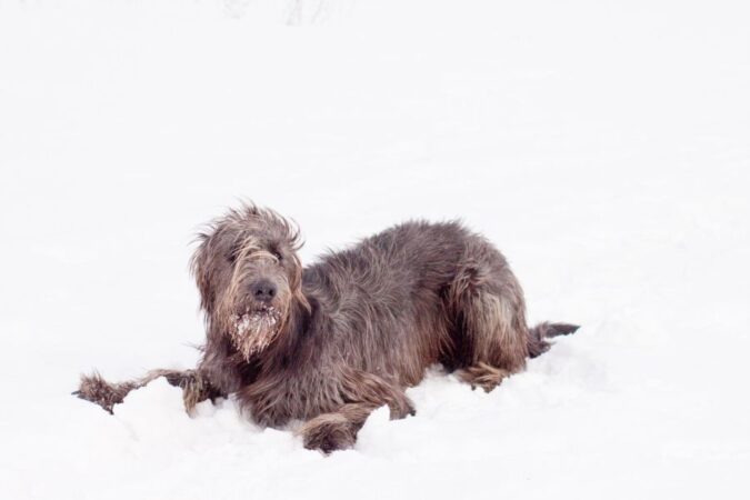 Wilczarz irlandzki – opis rasy, cena, charakter