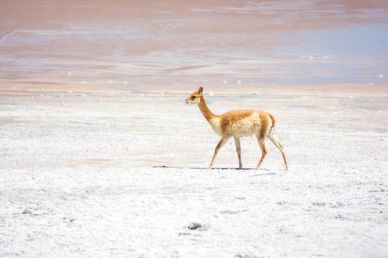 Wikunia andyjska – cena, wygląd, pożywienie