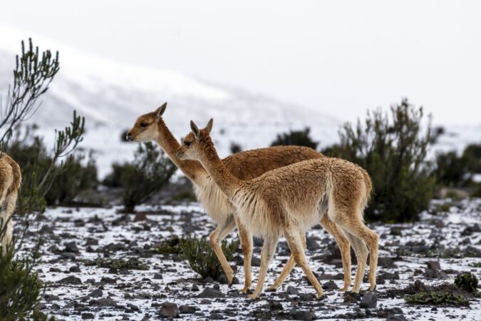 Wikunia andyjska – cena, wygląd, pożywienie