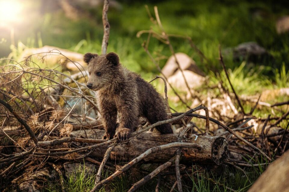 Zwierzęta chronione w Polsce – gatunki objęte ochroną