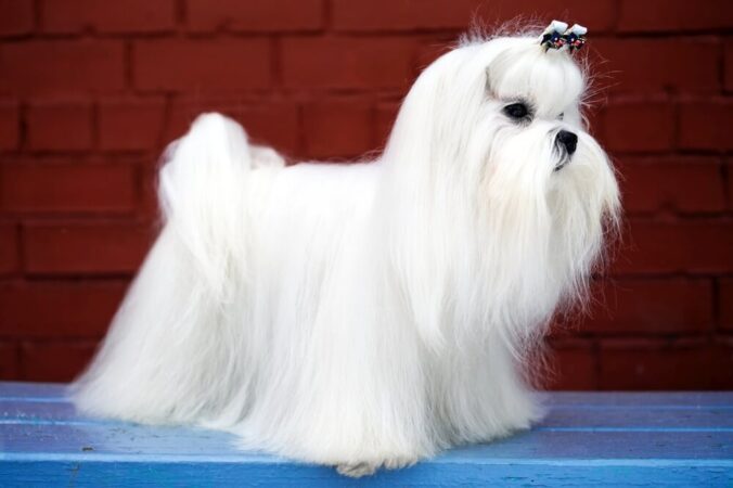 Maltańczyk – opis rasy, cena, charakterystyka | Zwierzaki