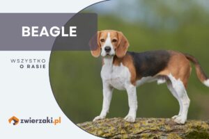 Beagle – opis rasy, cena, charakterystyka | Zwierzaki