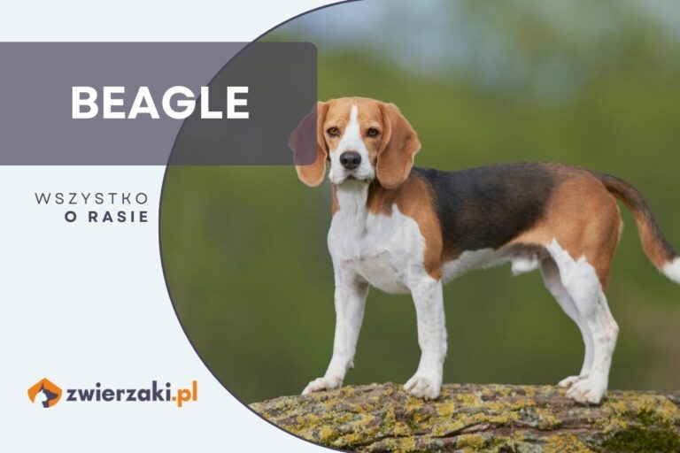 Beagle – opis rasy, cena, charakterystyka | Zwierzaki