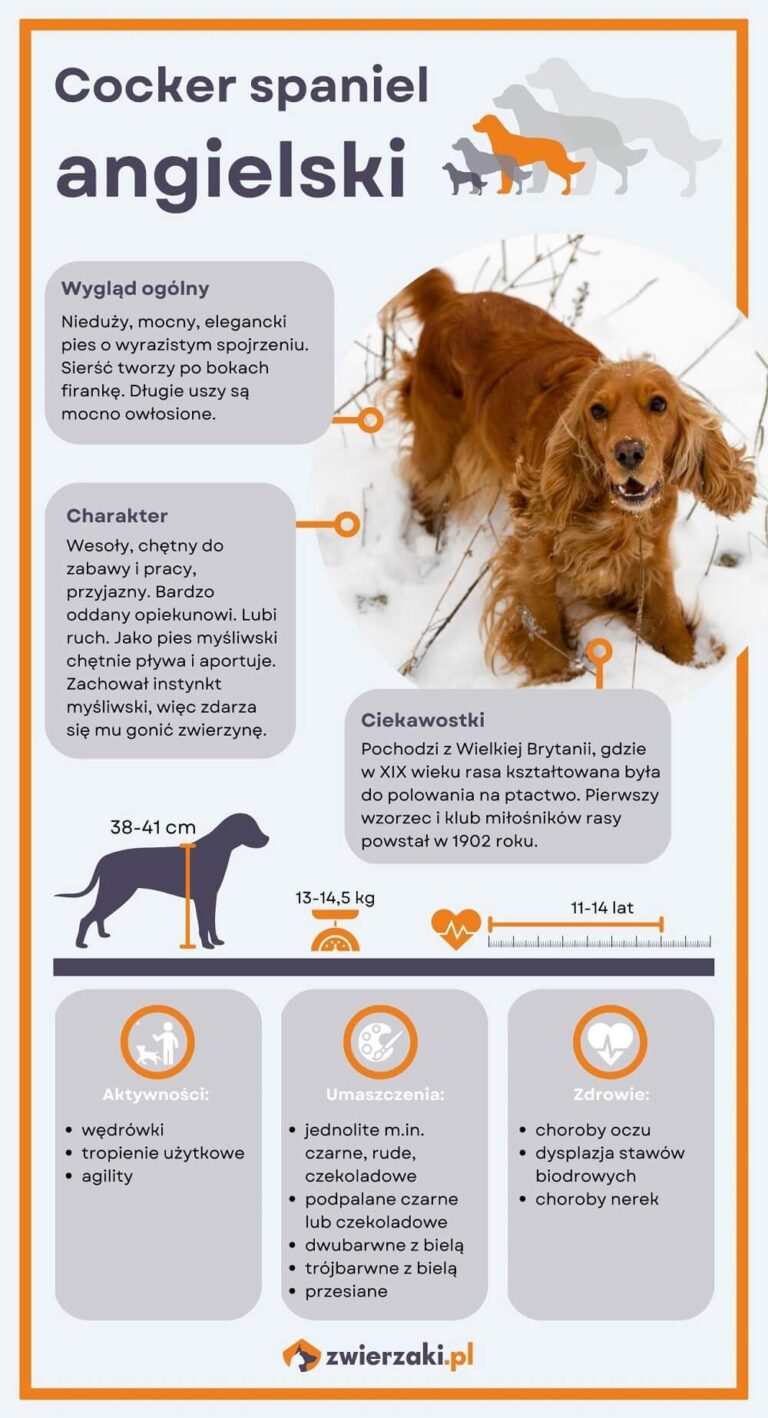 Cocker spaniel angielski – charakter, cena i inne informacje