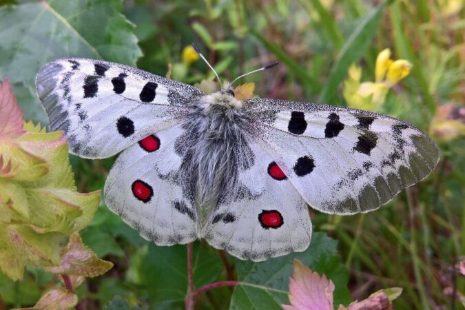 Ile żyje motyl w Polsce? Paź królowej, cytrynek i inne