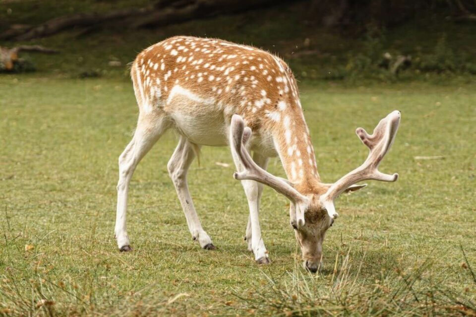 Daniel zwyczajny – zwierzę gospodarskie i spotykane w lasach