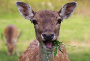 Daniel zwyczajny – zwierzę gospodarskie i spotykane w lasach