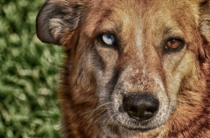 Gradówka u psa – co to za choroba i jak ją leczyć?