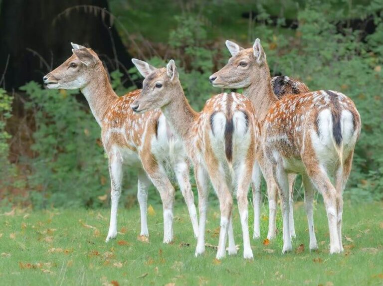 Daniel zwyczajny – zwierzę gospodarskie i spotykane w lasach
