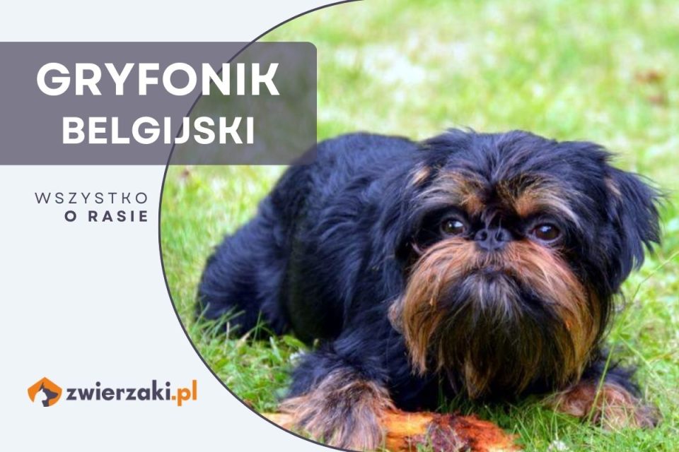 Gryfonik belgijski – opis rasy, wygląd i usposobienie