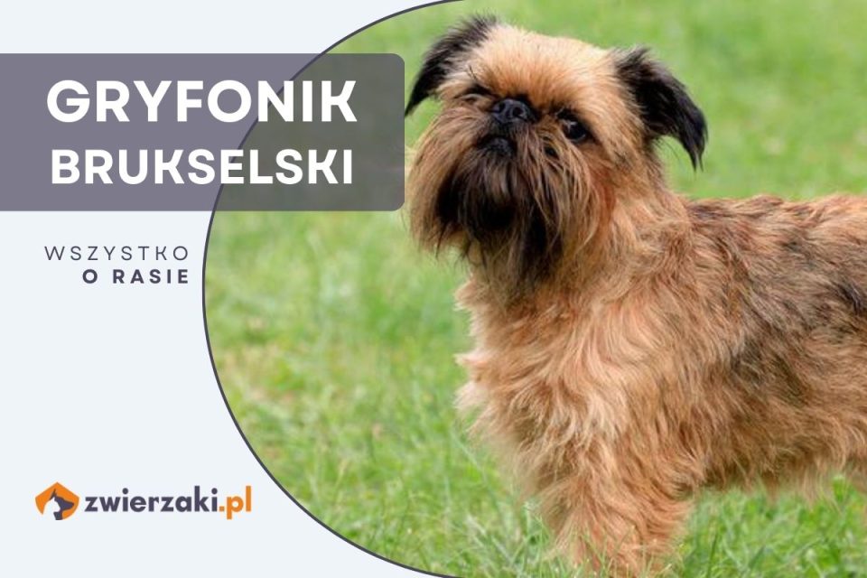 Gryfonik brukselski – opis rasy, cena, zdjęcia, charakter
