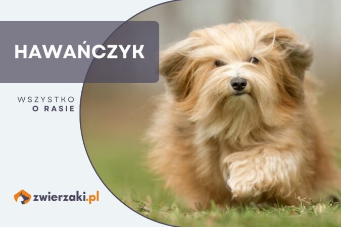 Hawańczyk – cena, opis rasy, charakter | Zwierzaki