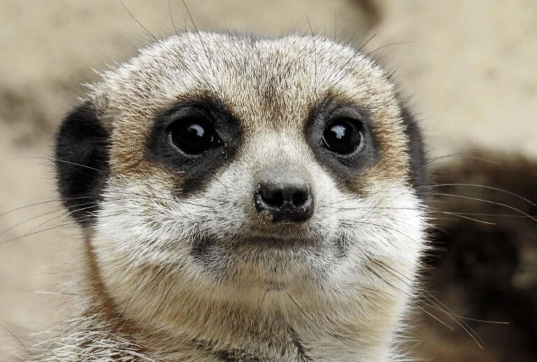 Surykatka – uroczy drapieżnik znany z bajek i zoo