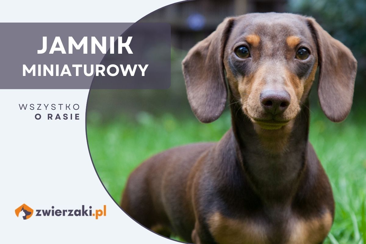 Jamnik miniaturowy – rasa psa, krótkowłosy i szorstkowłosy