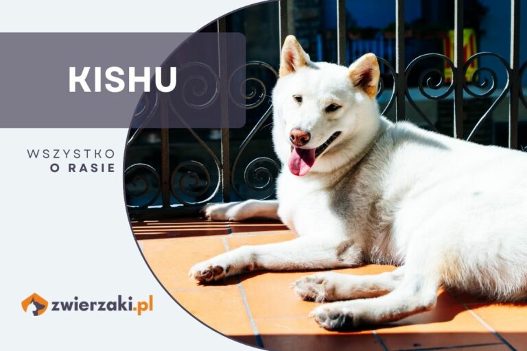 Kishu – opis rasy, wygląd i usposobienie