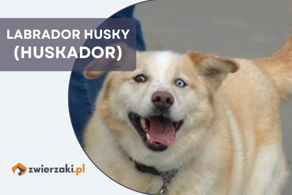 Labrador husky (huskador) – wygląd i usposobienie