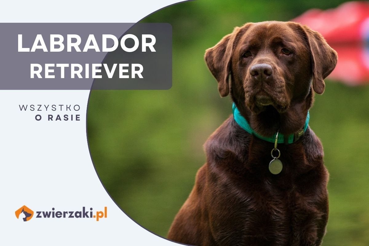 Labrador – opis rasy, cena, charakterystyka | Zwierzaki