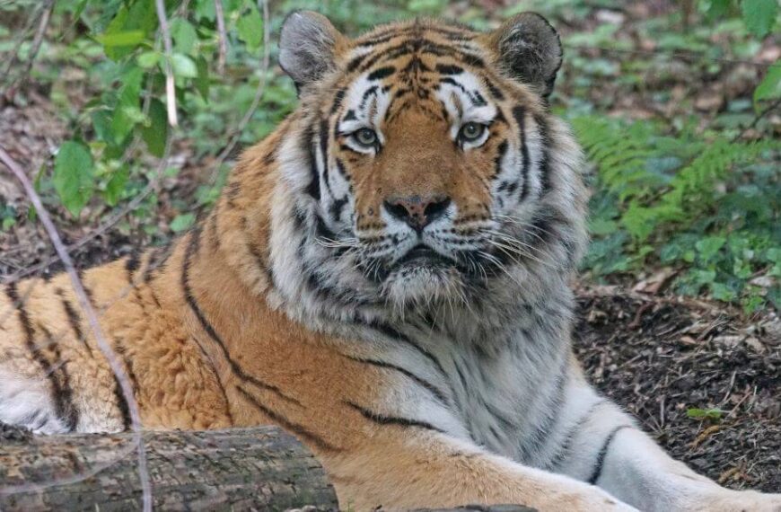 Tygrys syberyjski – jeden z największych kotów na świecie