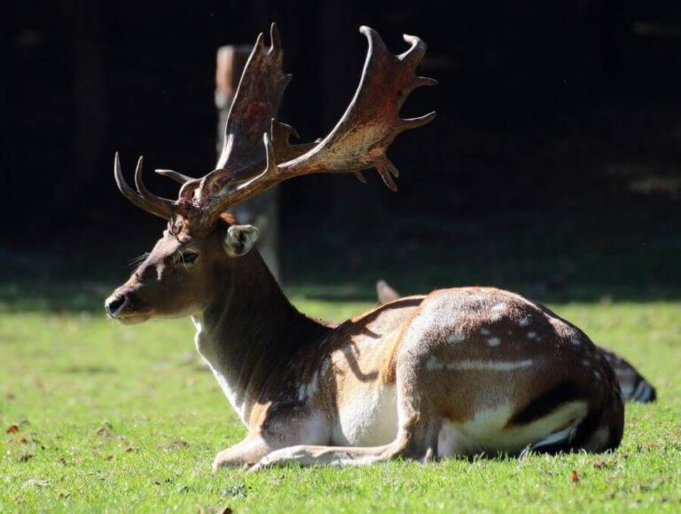 Daniel zwyczajny – zwierzę gospodarskie i spotykane w lasach