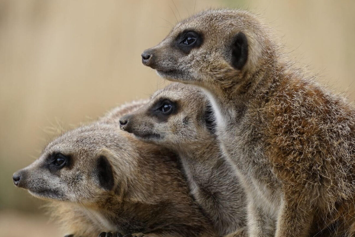 Surykatka – uroczy drapieżnik znany z bajek i zoo