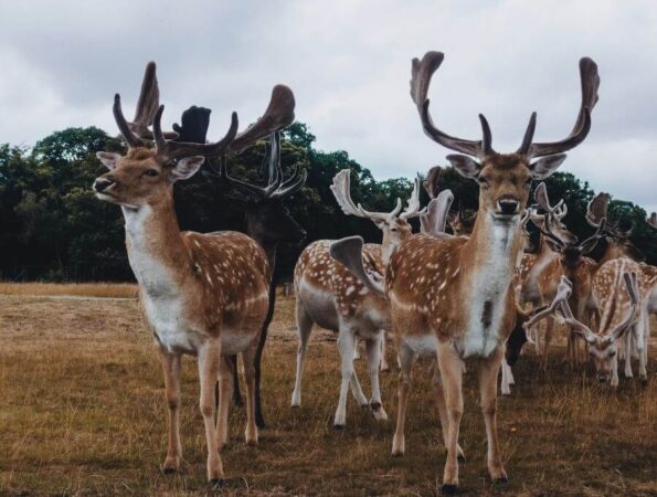 Daniel zwyczajny – zwierzę gospodarskie i spotykane w lasach