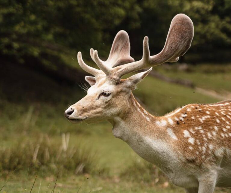 Daniel zwyczajny – zwierzę gospodarskie i spotykane w lasach