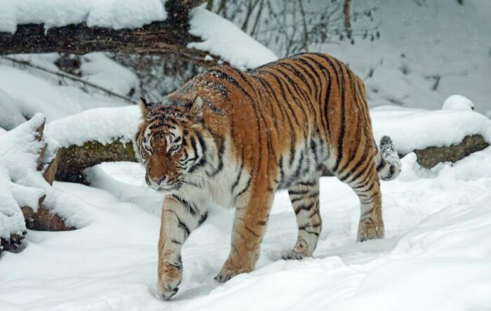 Tygrys syberyjski – jeden z największych kotów na świecie