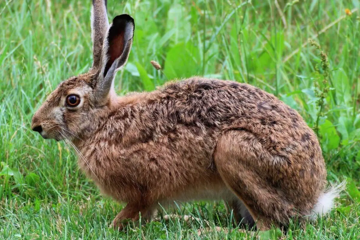 Lama andyjska – najważniejsze informacje o zwierzęciu