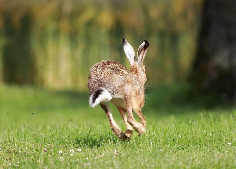 Zając szarak – zdjęcia, ciekawostki, opis, pożywienie