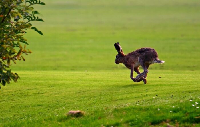 Zając szarak – zdjęcia, ciekawostki, opis, pożywienie