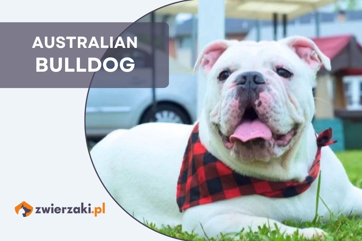 Australian bulldog – opis rasy, wygląd, charakter, zdrowie