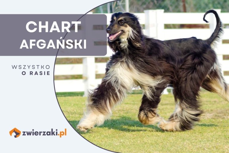 Chart afgański – charakter, hodowla, cena szczeniaka