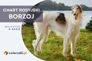 Chart rosyjski borzoj – opis rasy, hodowla, cena