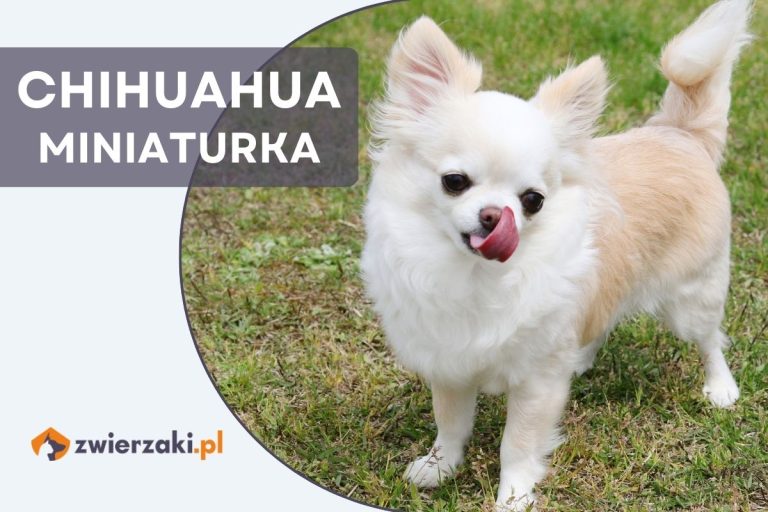 Chihuahua miniaturka – opis, charakter, wygląd, historia