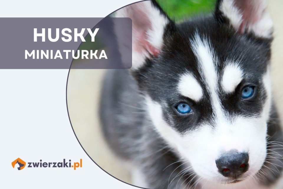 Husky miniaturka - opis rasy, pochodzenie, wygląd