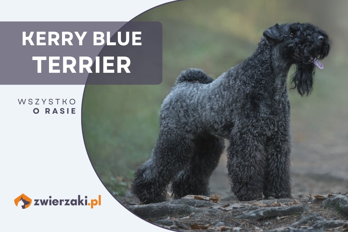 Kerry blue terrier – wygląd, charakter, cena, hodowla