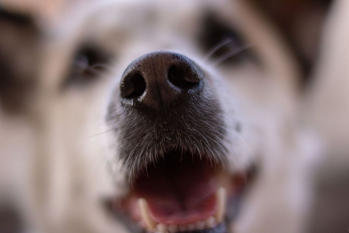 Mokry nos u psa – co oznacza? Zimny lub ciepły mokry nos