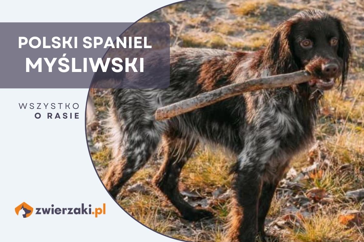 Spaniel polski (polski spaniel myśliwski) – hodowla, cena