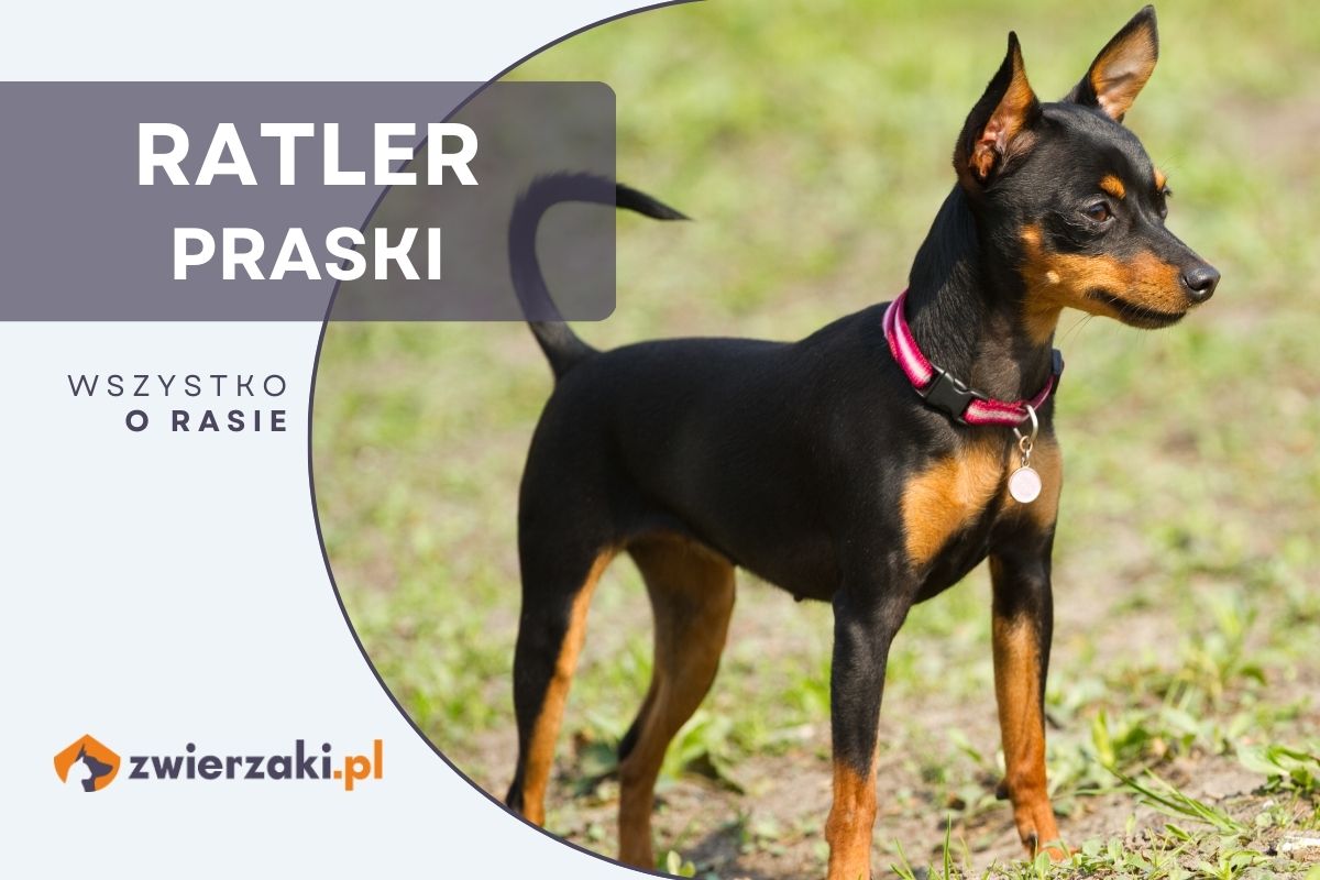 Ratler praski – cena, hodowla, charakter i opis rasy