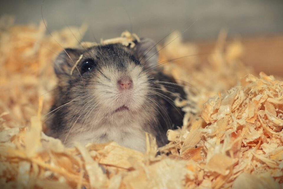 Ropień u chomika – przyczyny, objawy, leczenie