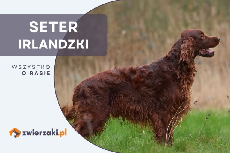Seter irlandzki – cena, opis rasy, charakter, choroby