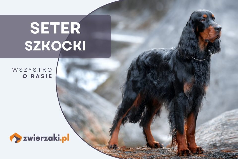 Seter szkocki (gordon) – charakter, cena, hodowla